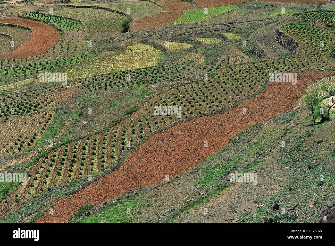Yemen coffee hi-res stock photography and images - Alamy