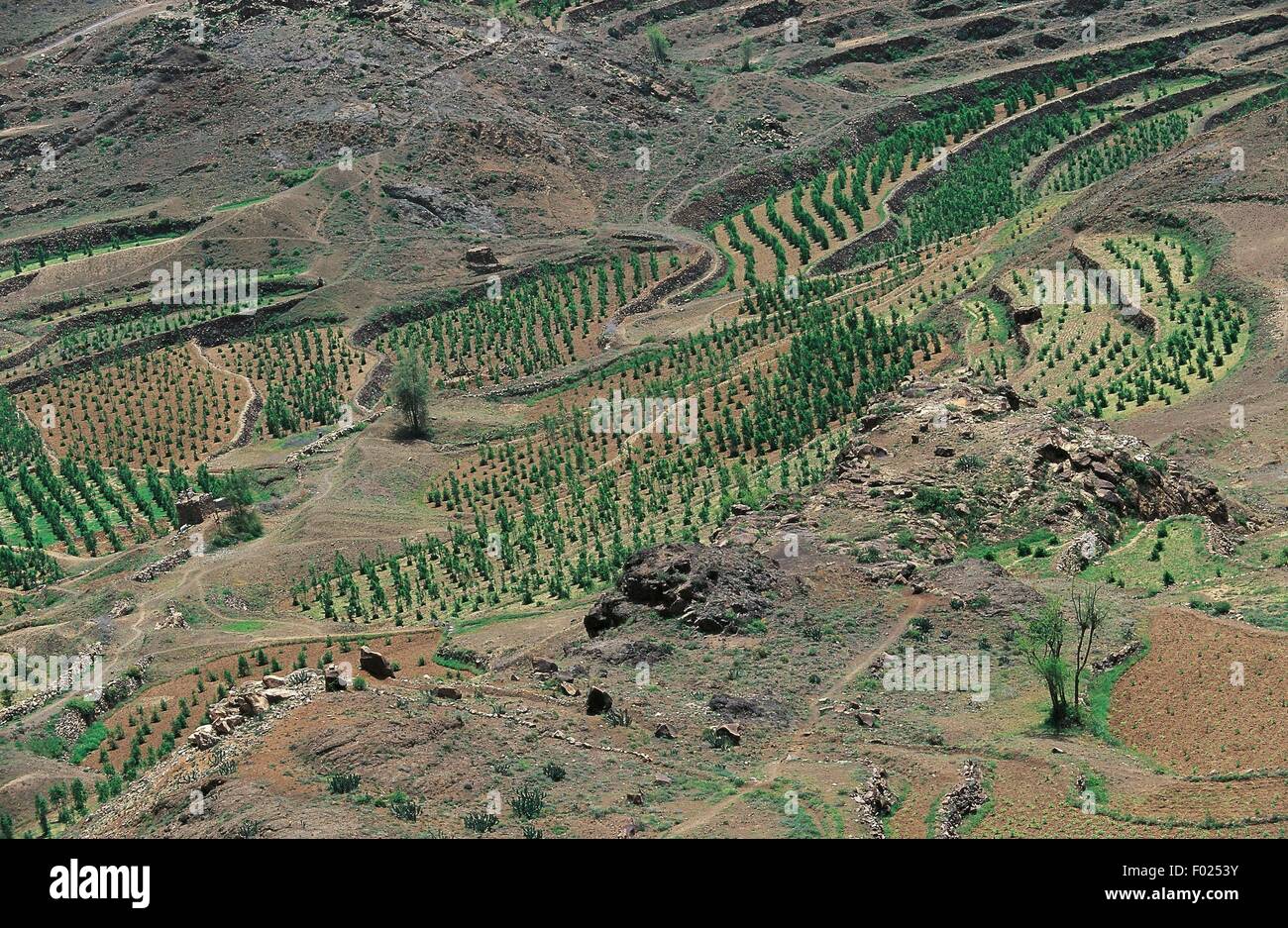 Coffee plantations in the highlands of Yemen Stock Photo - Alamy
