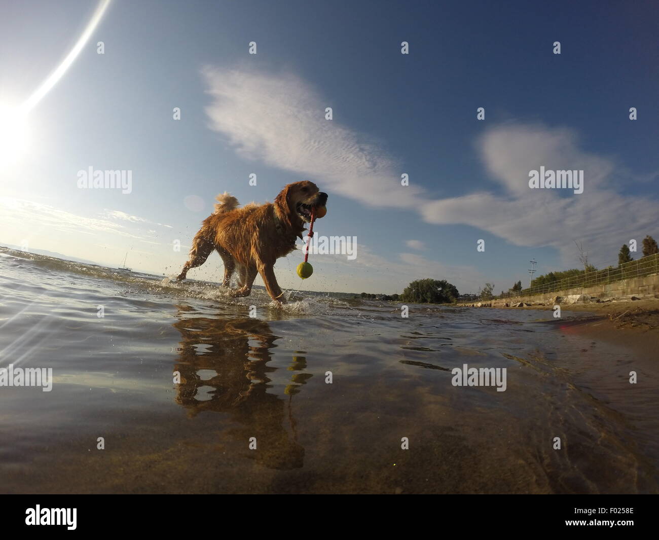Dog fetching ball from the sea hi-res stock photography and images - Alamy