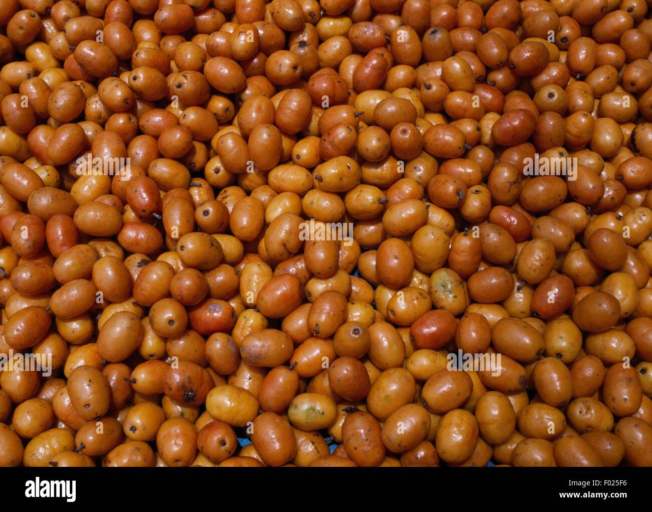 Spondias mombin, known as caja, tapereba and ambalo, exotic fruit ...