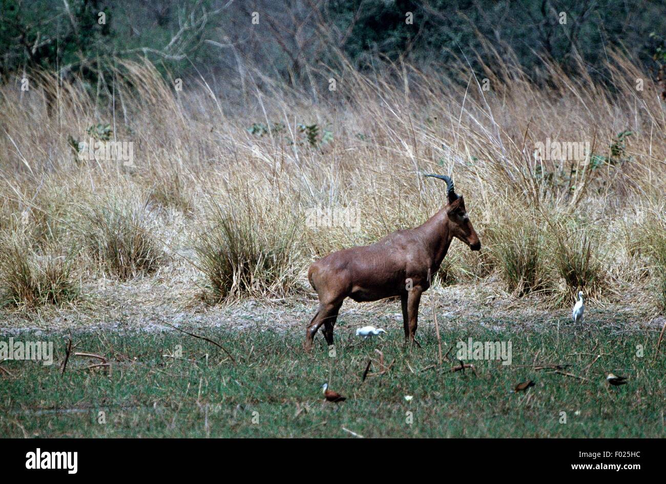 Western Hartebeest (Alcelaphus buselaphus major), Pendjari National ...