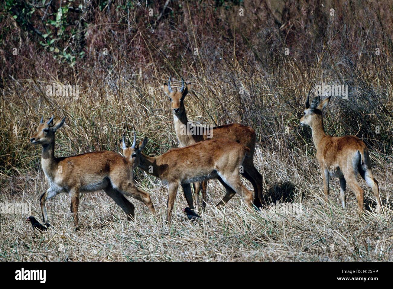 Group of Ugandan Kob (Kobus kob), Pendjari National Park, Benin Stock ...