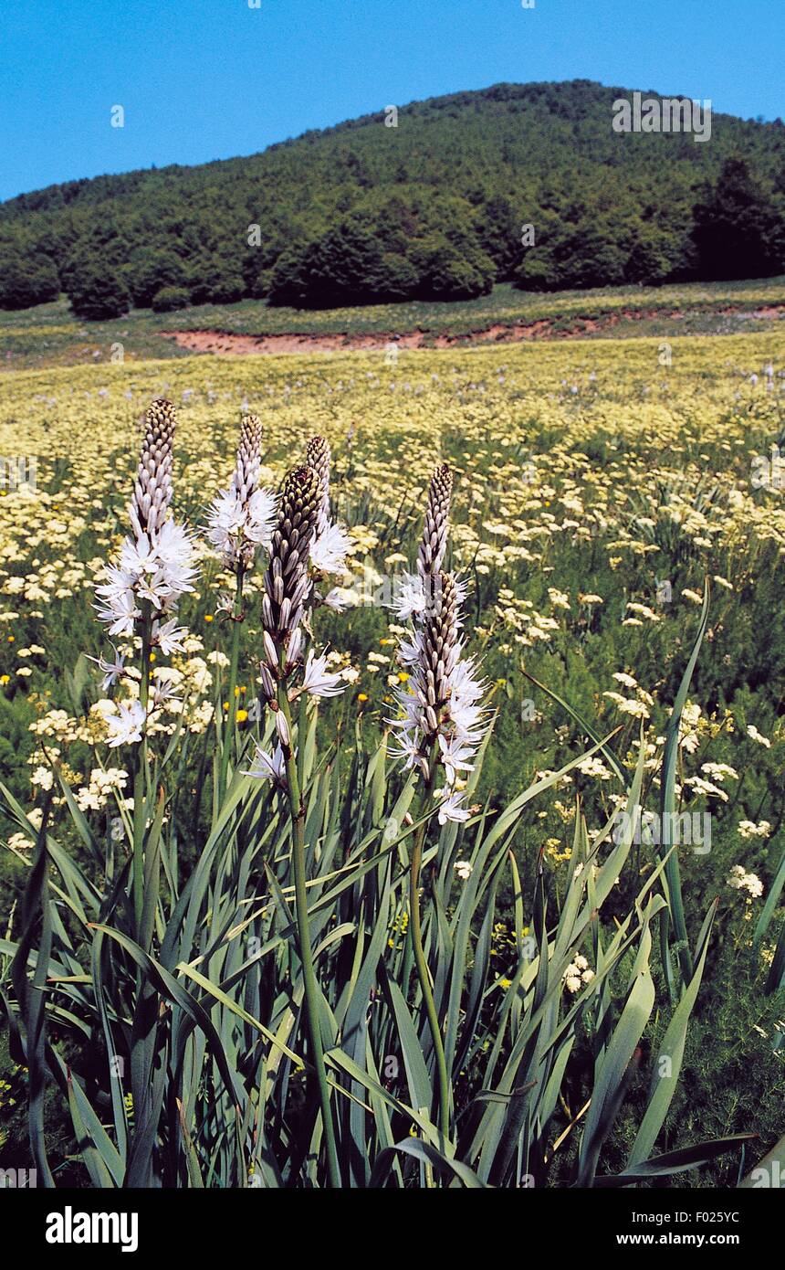 Asphodel Meadows