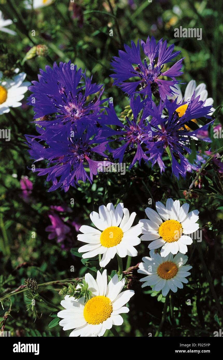 Cornflowers (Centaurea cyanus) and alpine daisy (Aster bellidiastrum ...