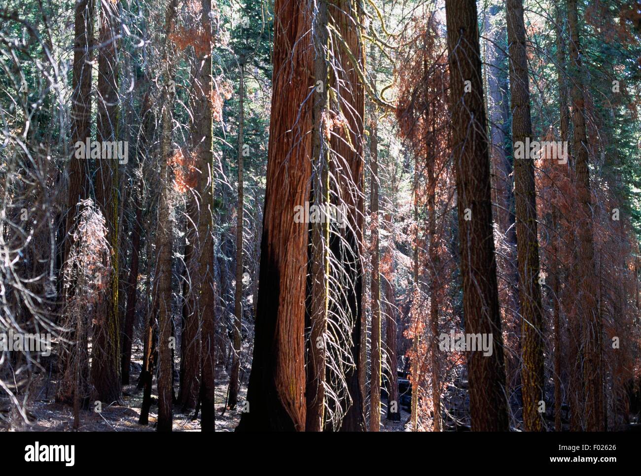 The wawona tree hi-res stock photography and images - Alamy