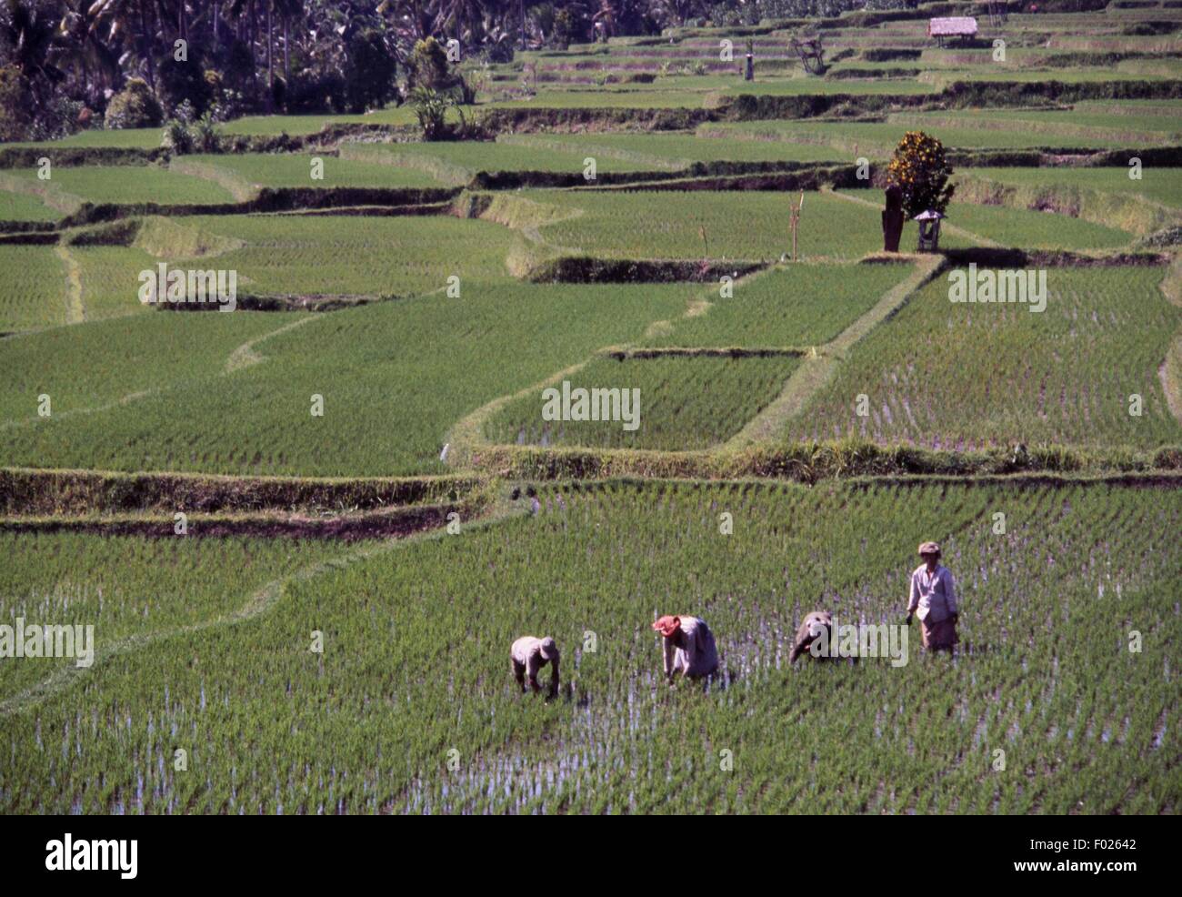 Working in rice fields, Bali, Indonesia Stock Photo - Alamy
