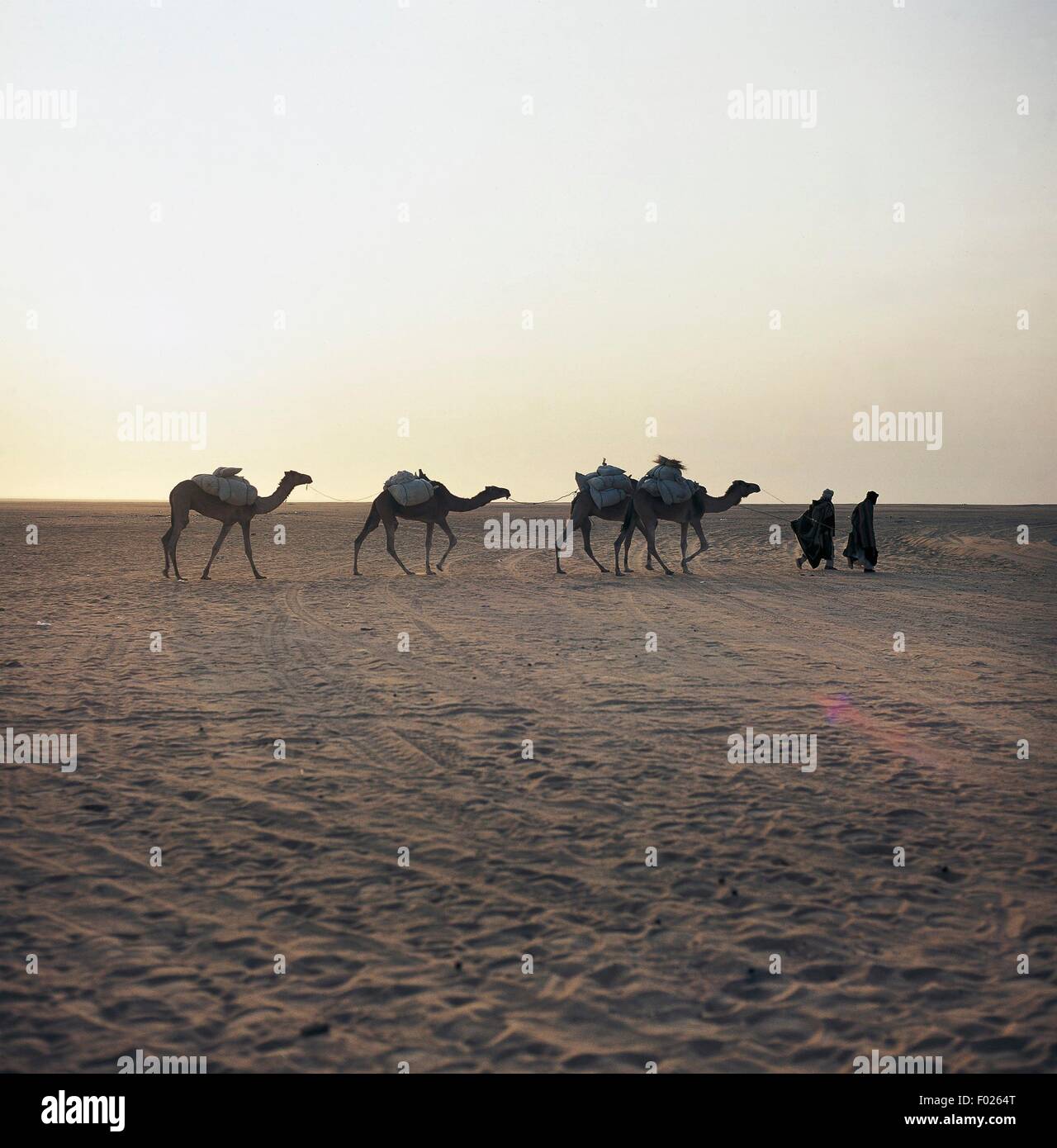 Caravan of camels, Algerian border, Assamakka, Niger Stock Photo - Alamy