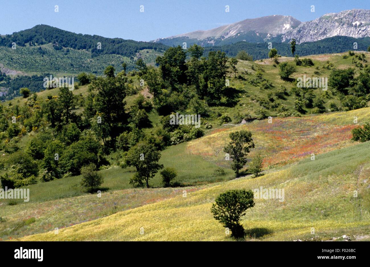 Mount Pollino seen from Rocca di Pietra Sasso, Pollino National Park ...