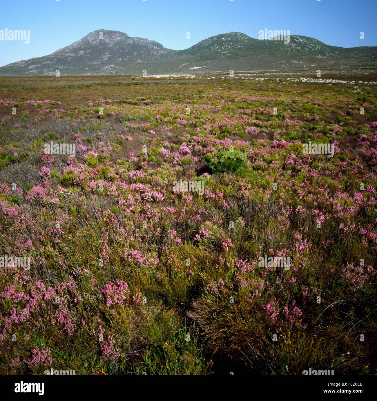 Heather (Erica sp) in bloom, Table Mountain National Park, South Africa ...
