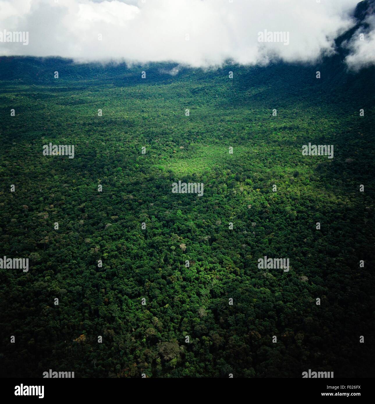 Aerial view of Amazon rainforest in Amazonas State, Venezuela Stock ...