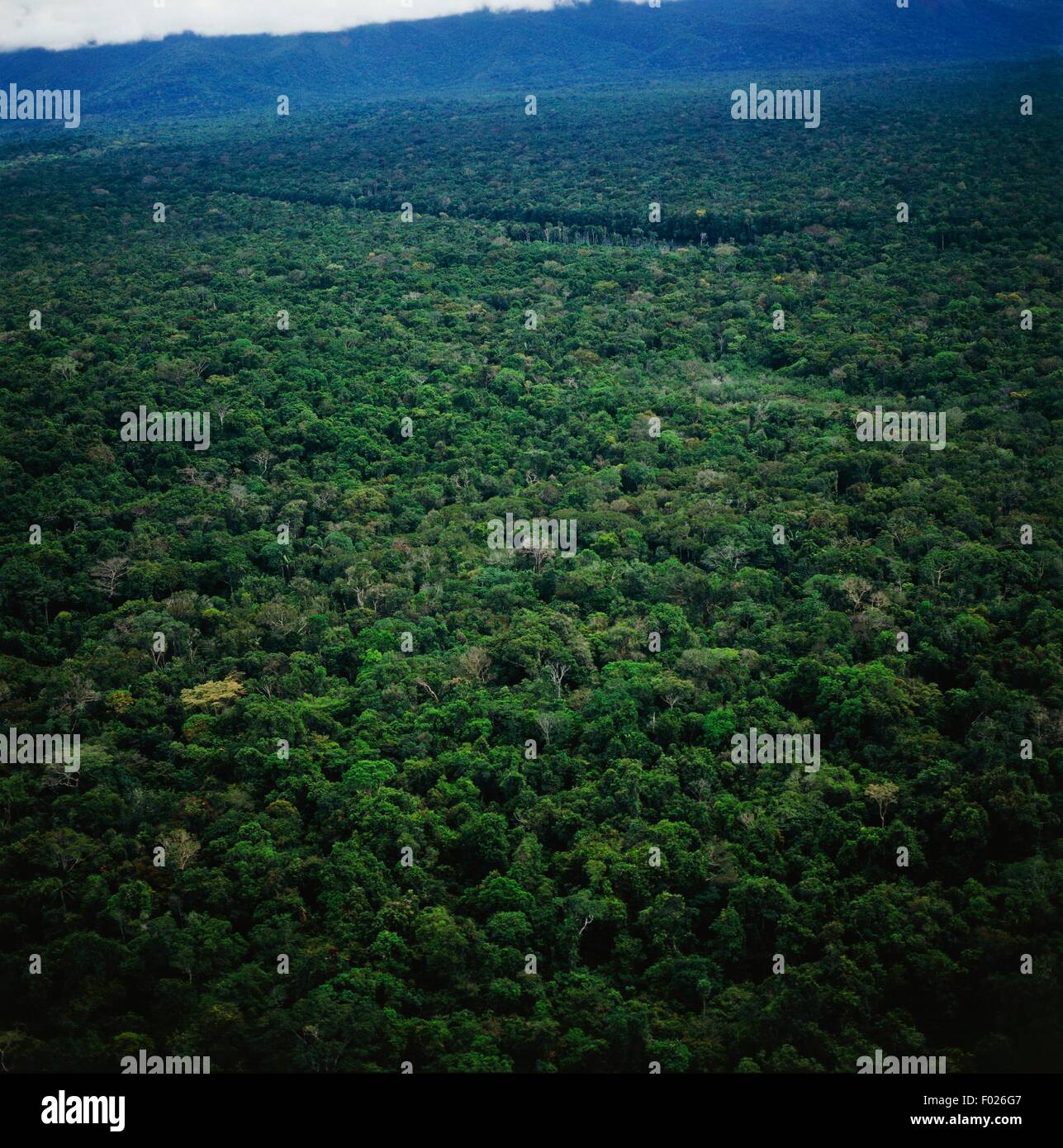 Aerial view of Amazon rainforest in Amazonas State, Venezuela Stock ...