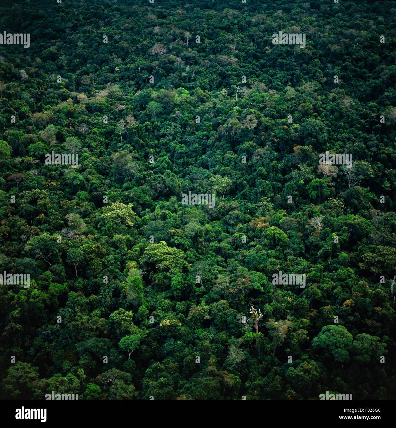 Aerial view of Amazon rainforest in Amazonas State, Venezuela Stock ...
