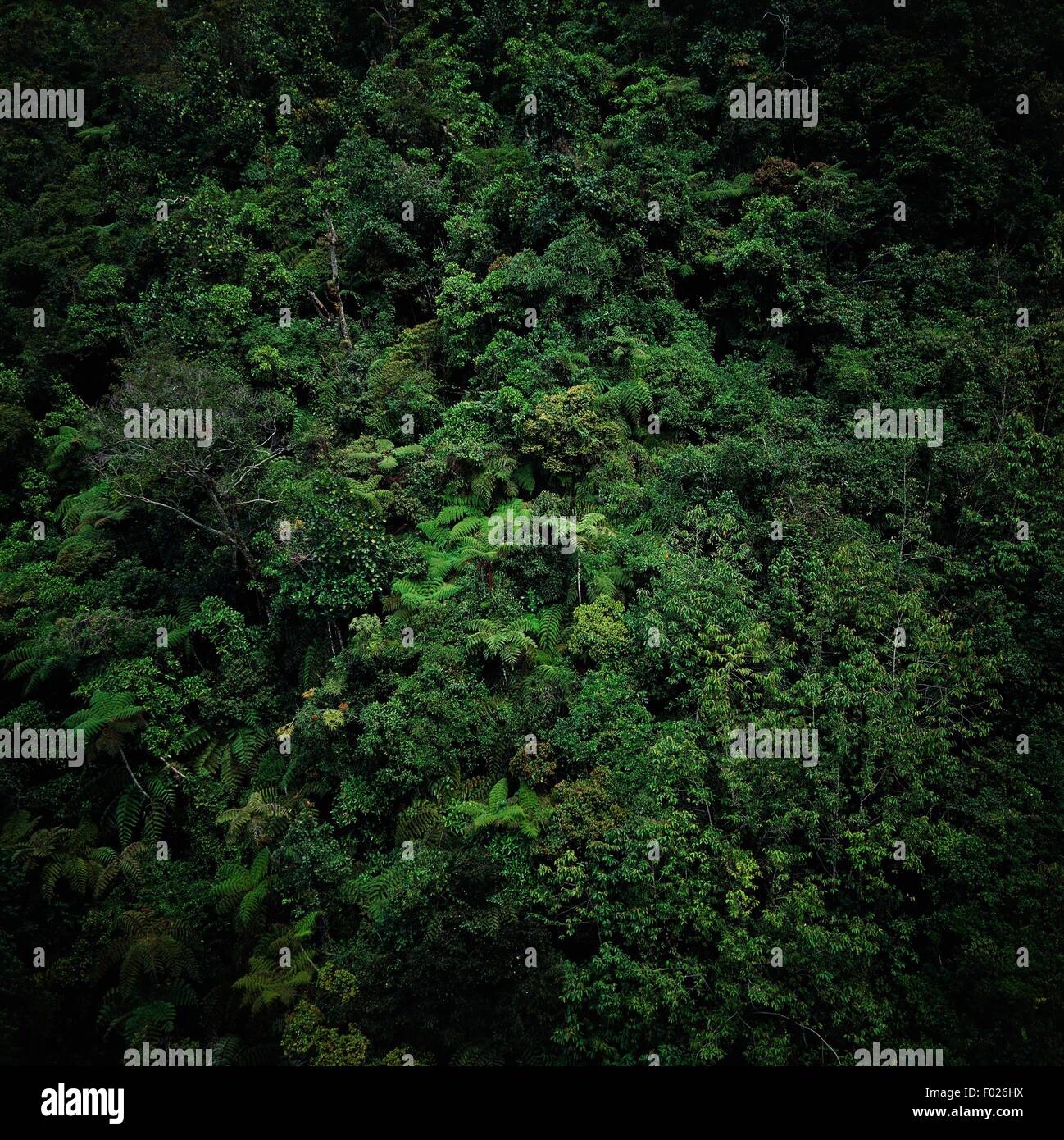 Aerial view of rainforest at 2000 meters of altitude, Sierra Nevada ...