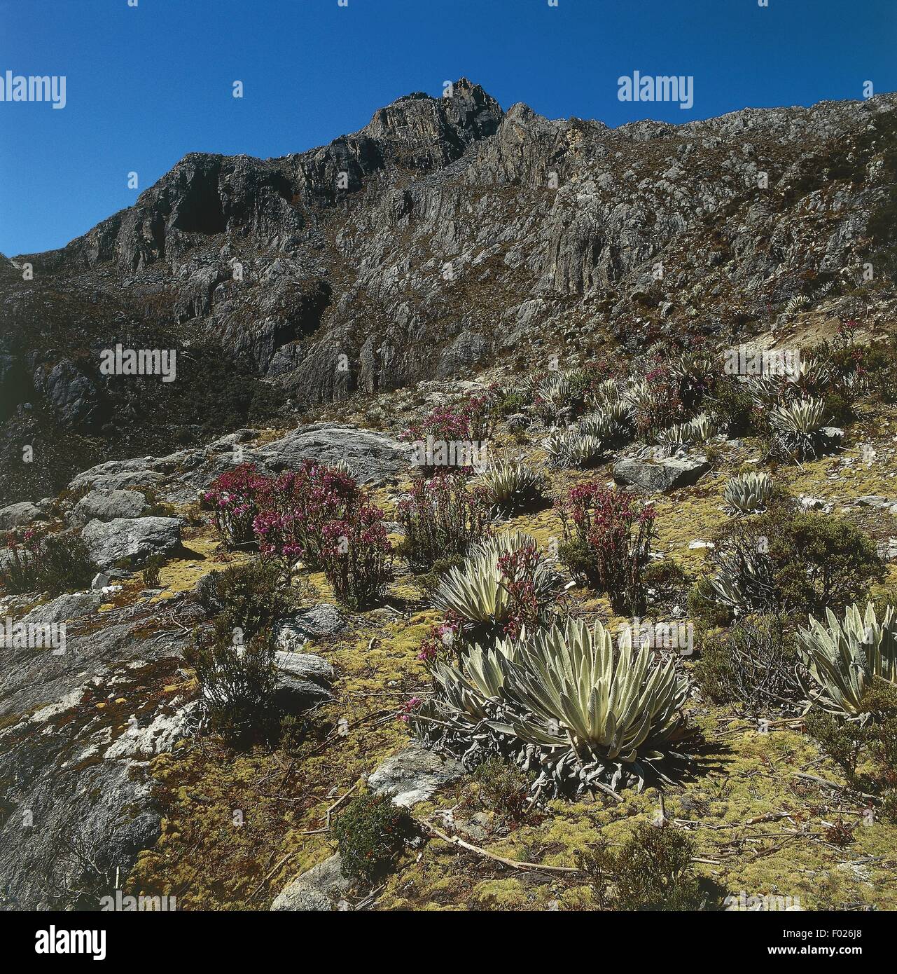 Sierra nevada national park venezuela hi-res stock photography and ...