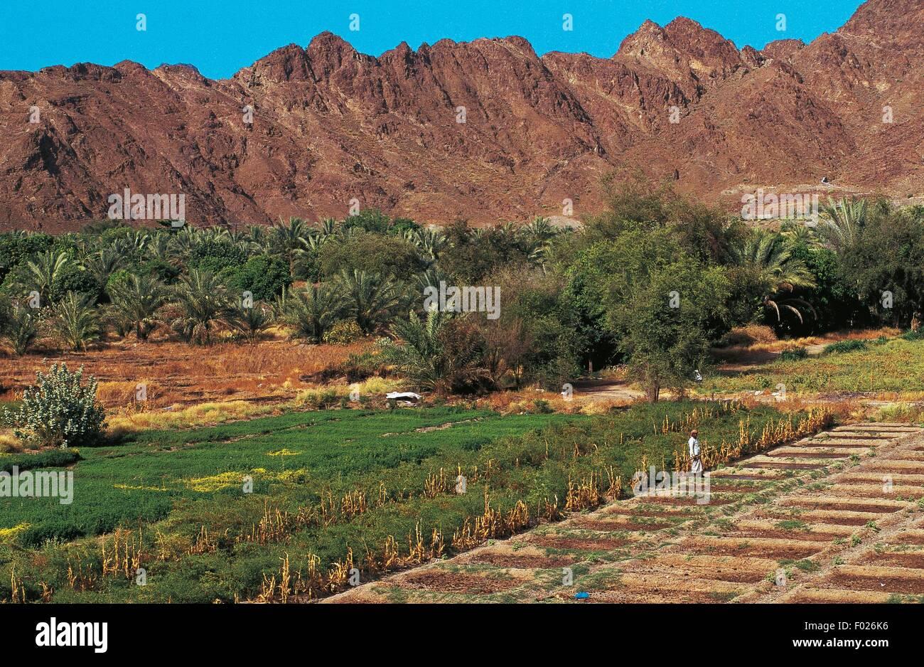Agricultural landscape of mountains and near Masafi, United Arab ...