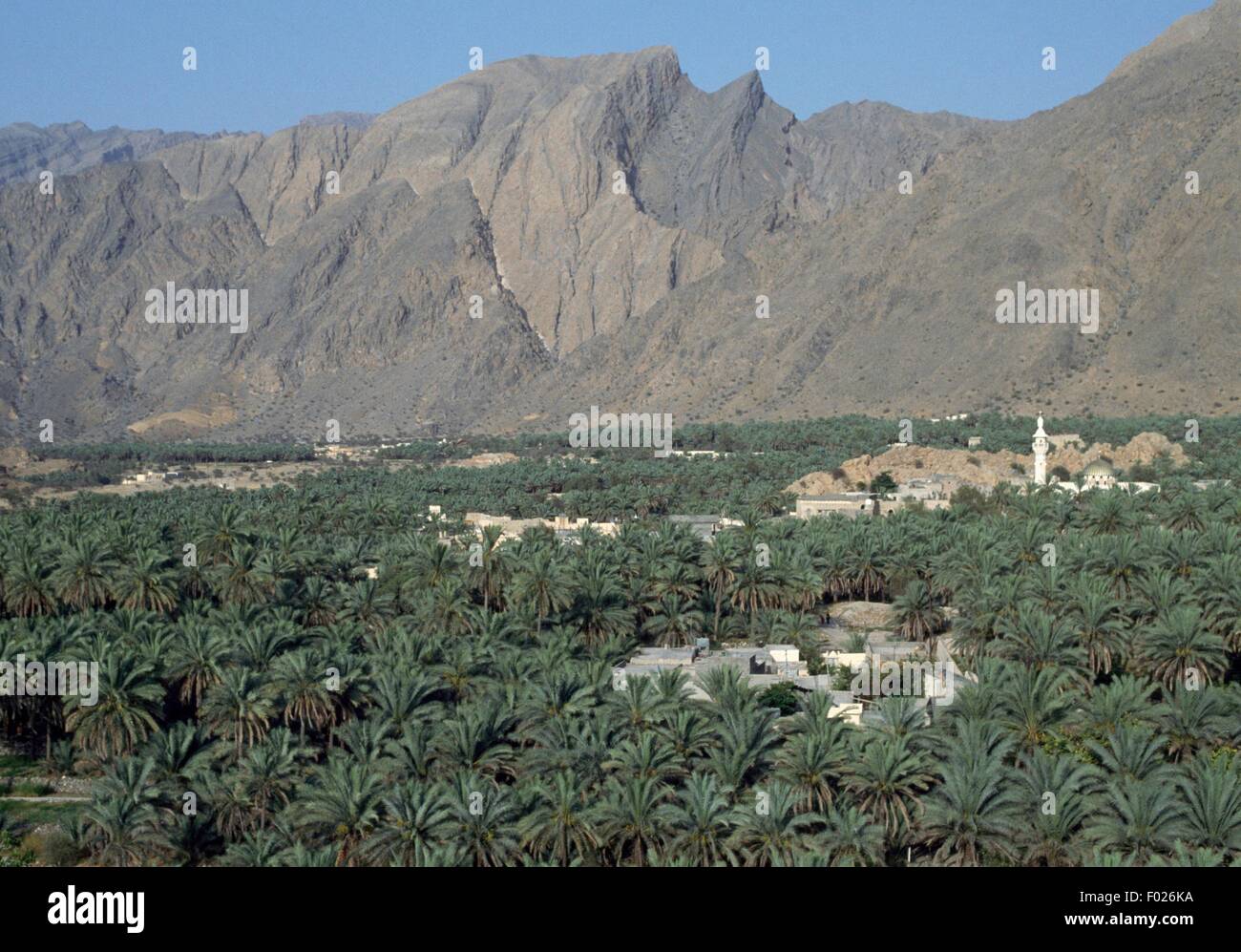 Palm grove with a village and mountain range in the background, Nakhl ...