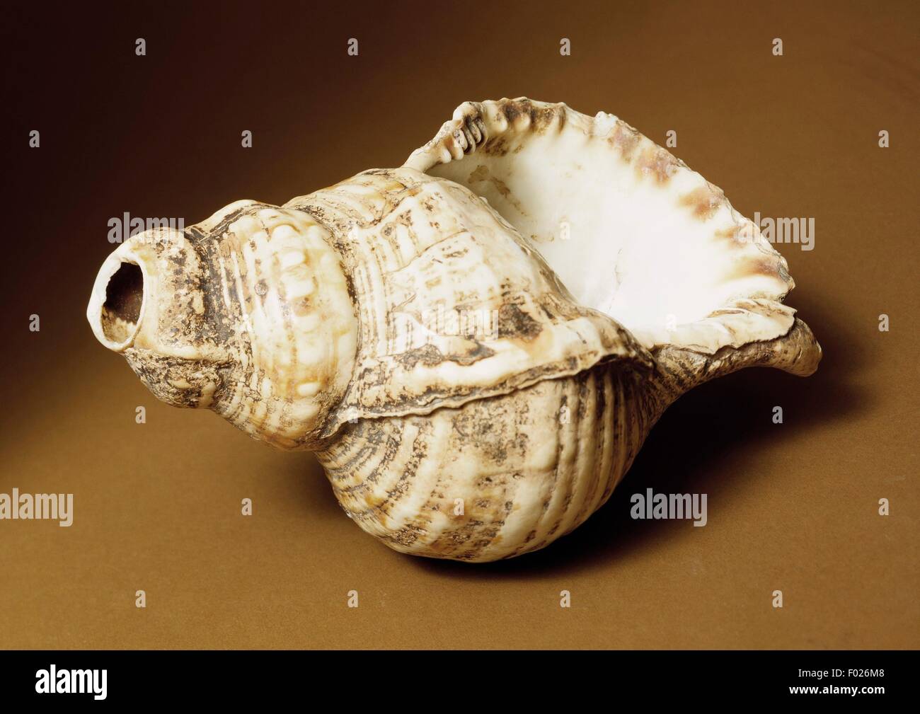 Gasteropod shell, Gastropoda Stock Photo - Alamy
