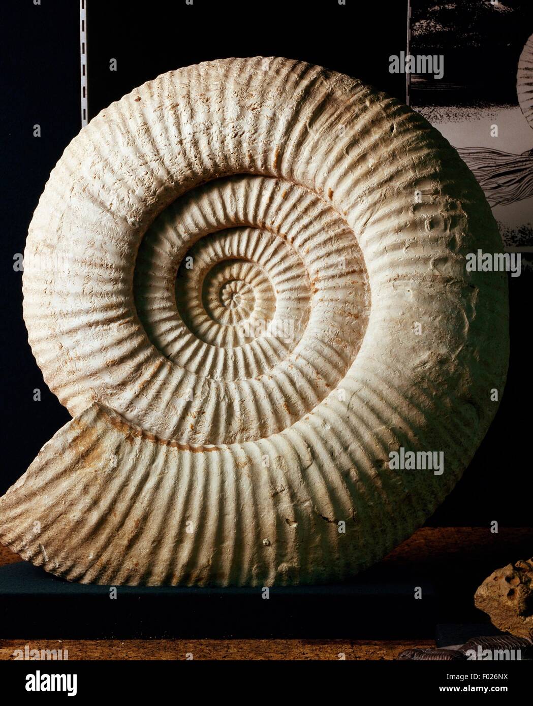 Ammonites fossil, Cephalopoda Stock Photo - Alamy
