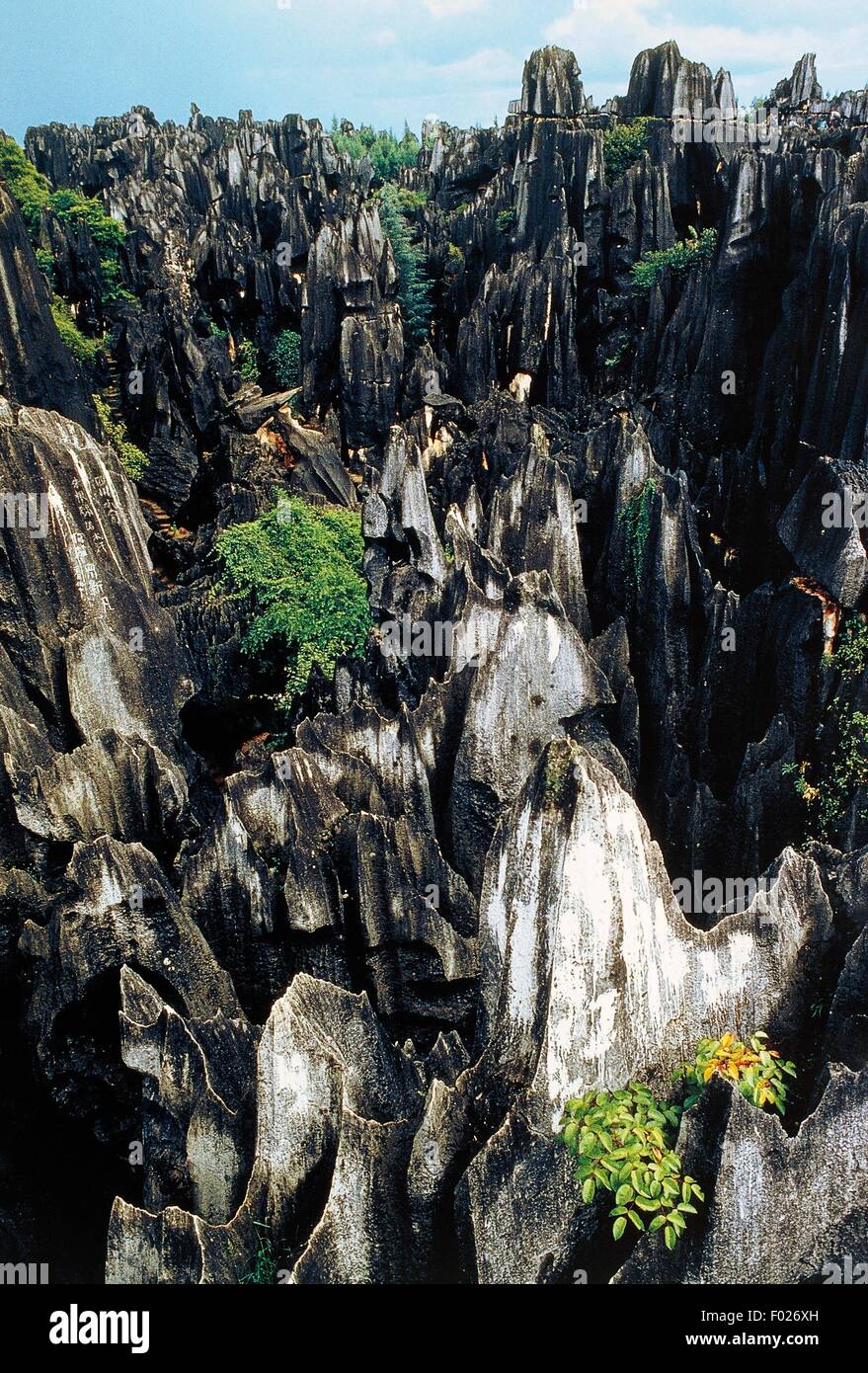Gray limestone pinnacles, Stone Forest (UNESCO World Heritage List ...
