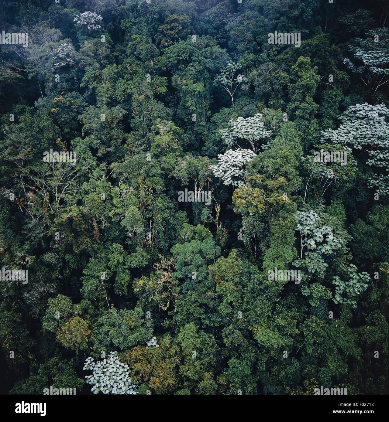 Venezuela, Merida, Andes, Sierra Nevada National Park, Forest on 2400 m ...