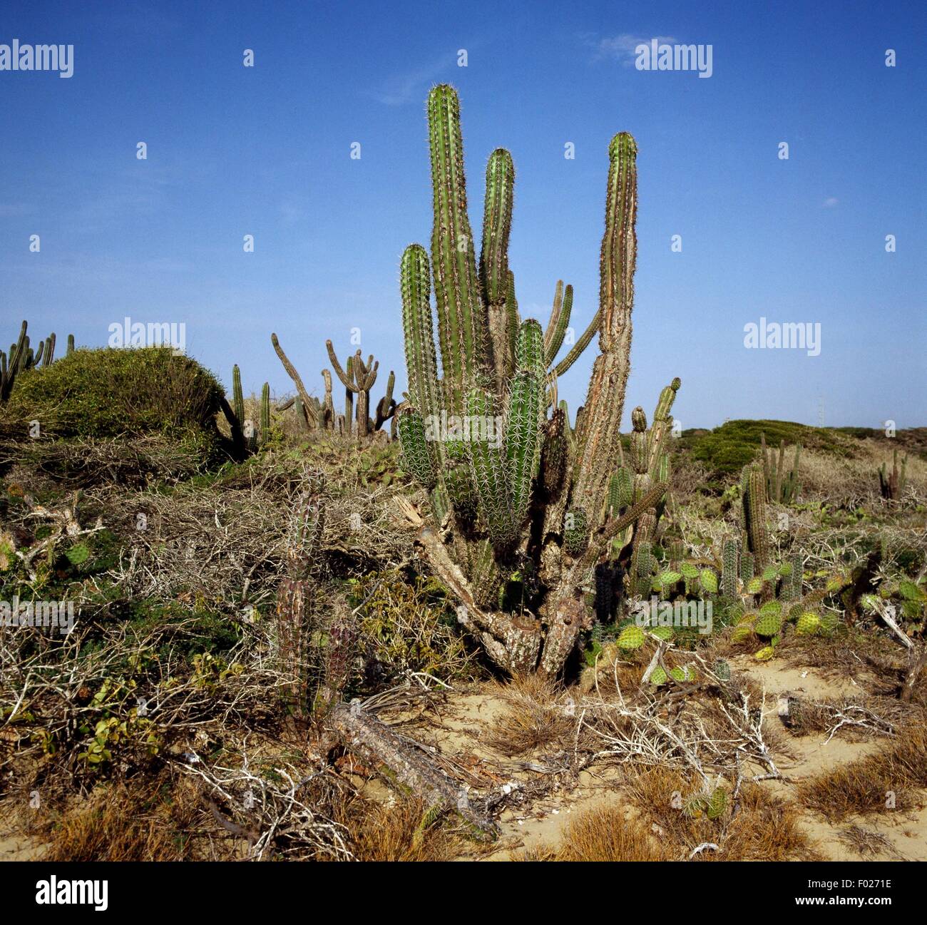 Xerophile vegetation, Medanos de Coro National Park, Falcon, Venezuela ...