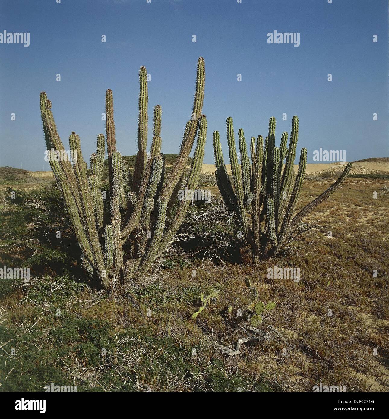 Venezuela, Falcon, Medanos de Coro National Park, vegetation of ...