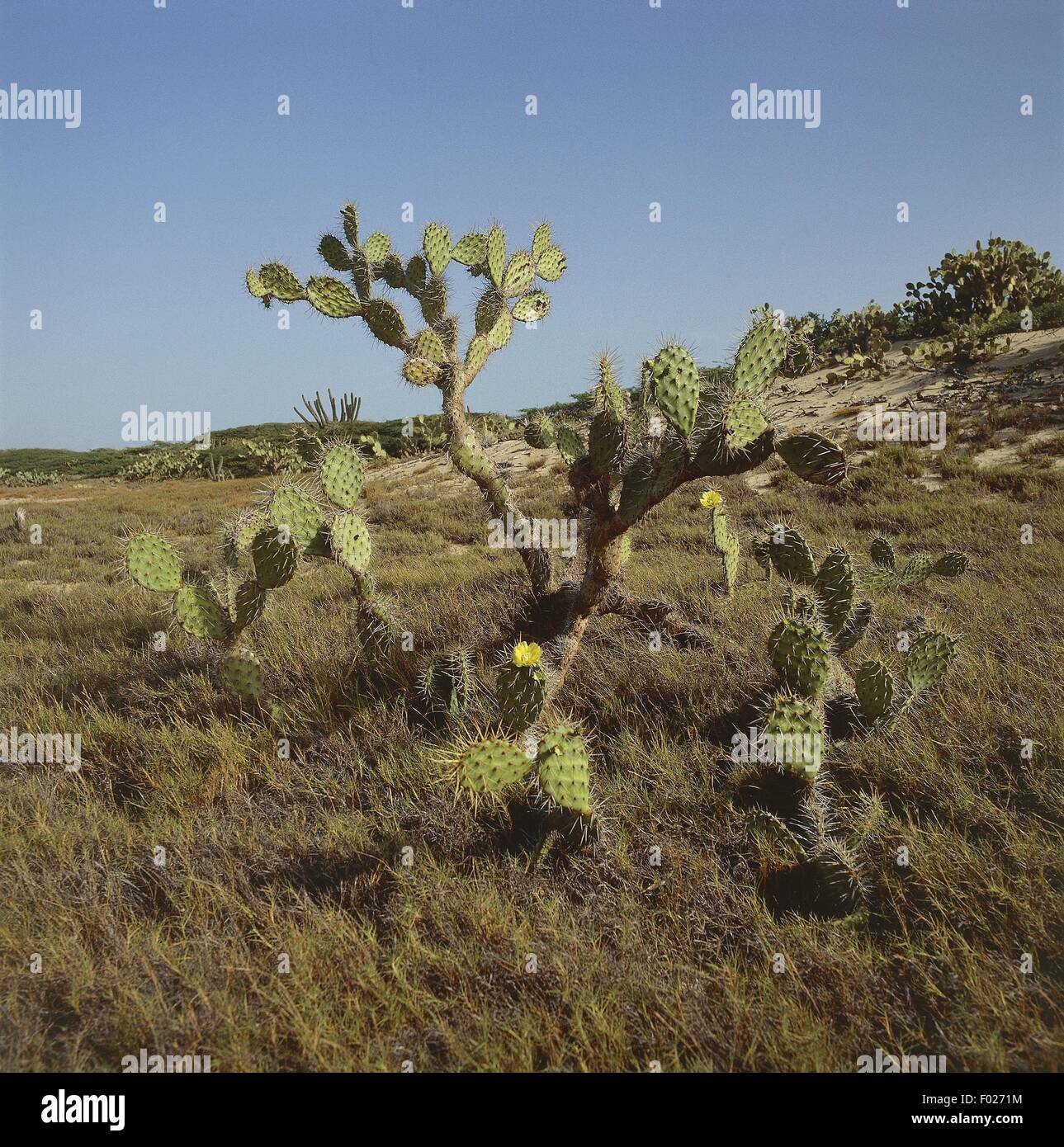 Venezuela, Falcon, Medanos de Coro National Park, vegetation of ...