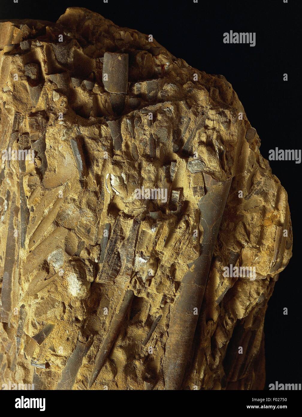 Belemnoidea hi-res stock photography and images - Alamy