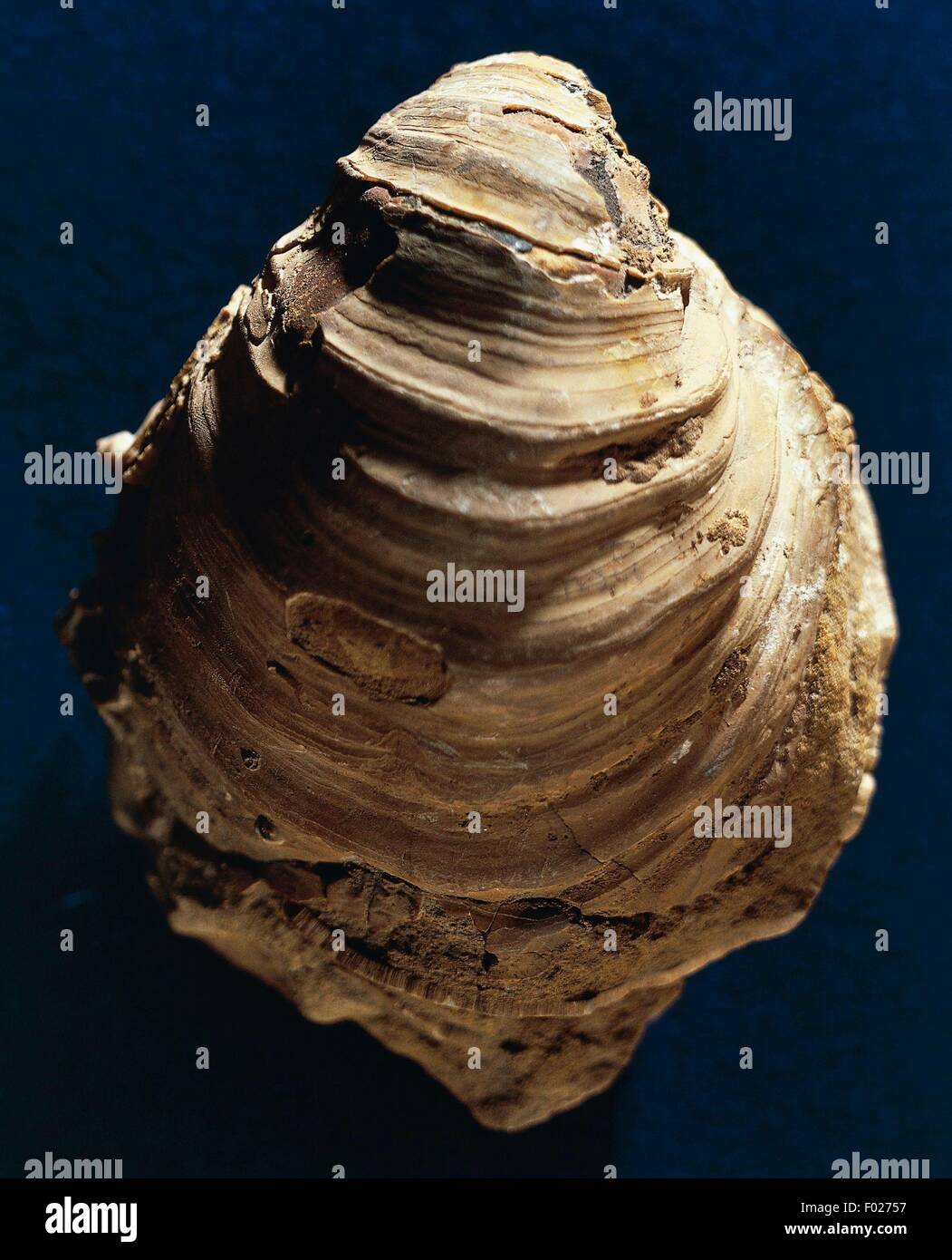 Inoceramus ernsti fossil, Bivalvia Stock Photo - Alamy