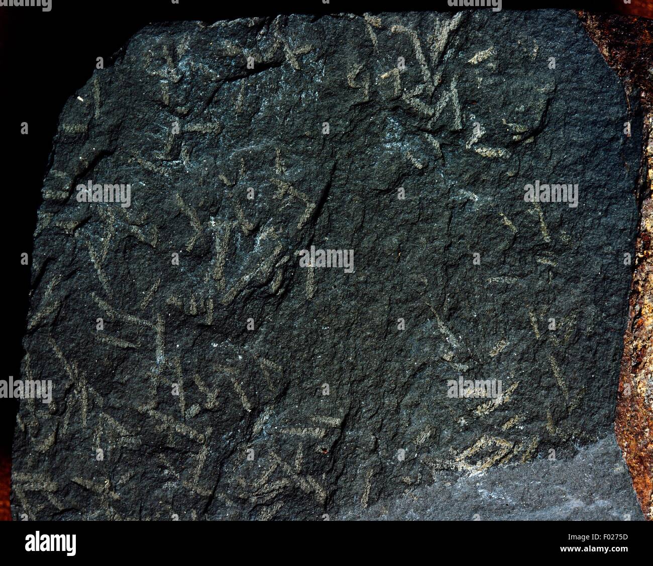 Climacograptus sp fossil, Graptolithina Stock Photo - Alamy