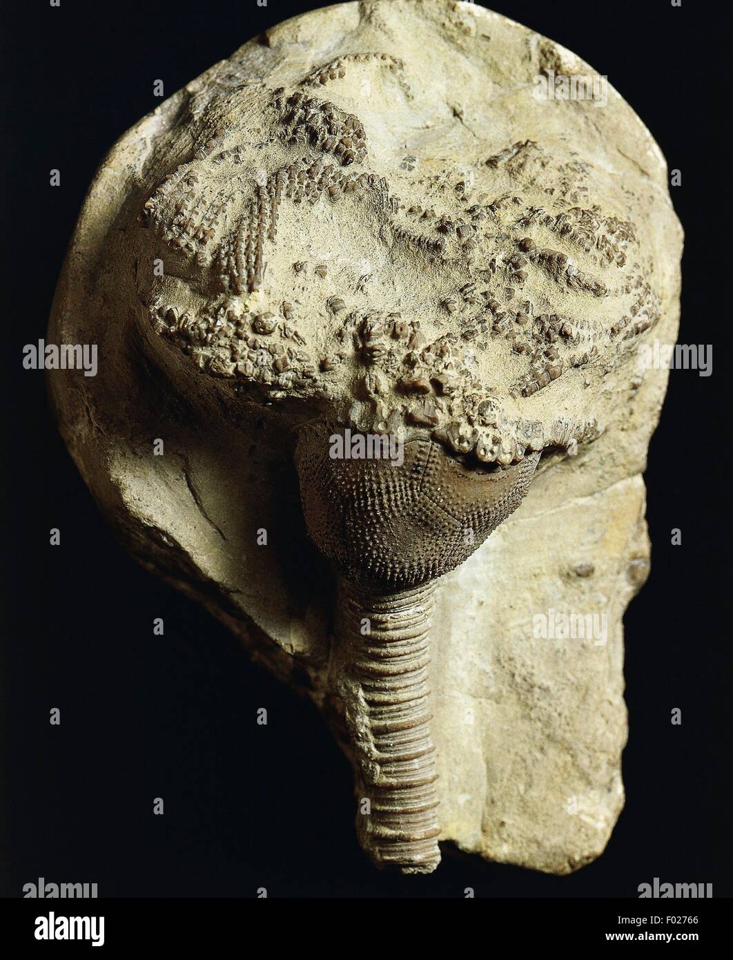 Crinoidea hi-res stock photography and images - Alamy