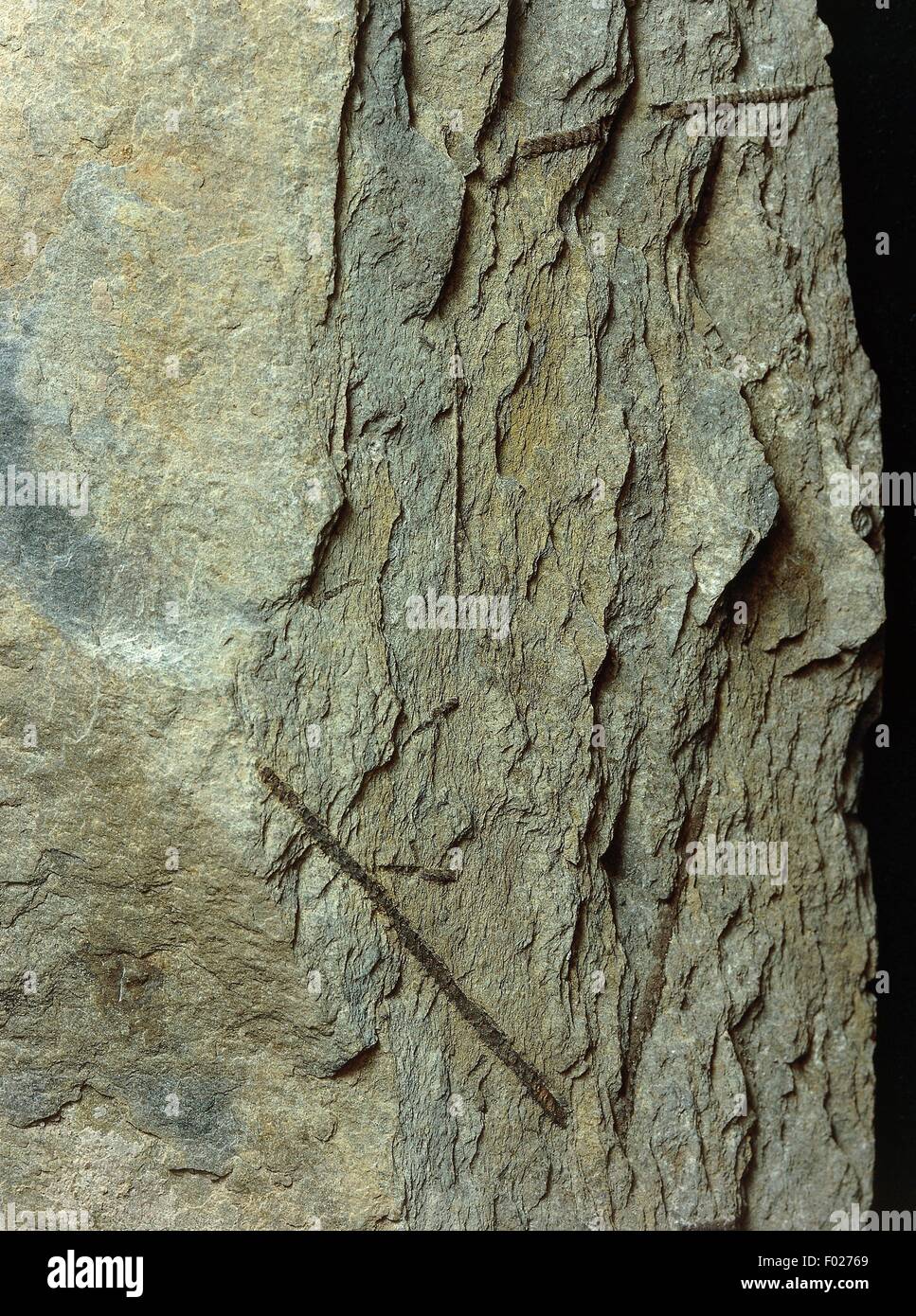 Monograptus sp fossil, Graptolithina Stock Photo - Alamy