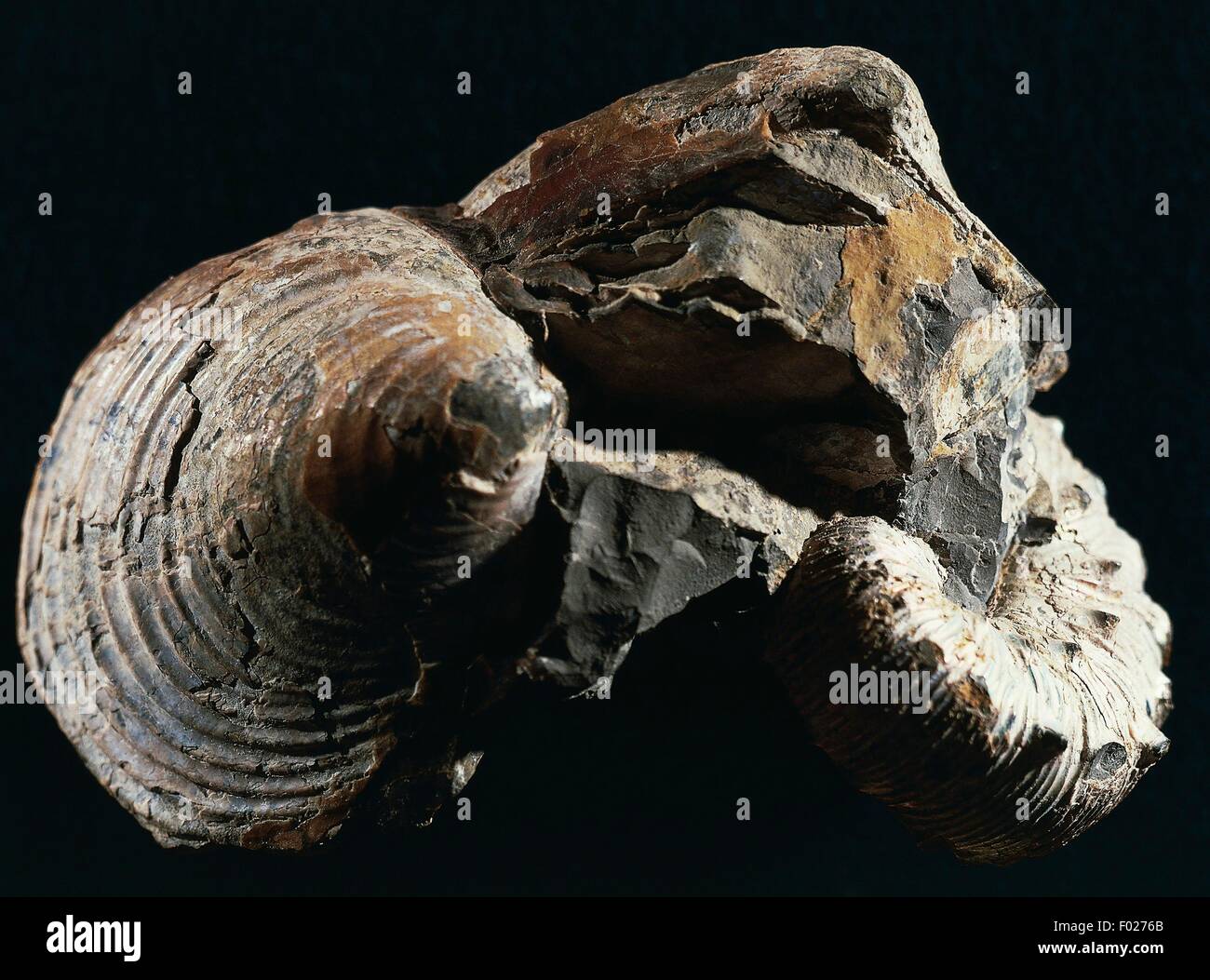 Inoceramus shell hi-res stock photography and images - Alamy