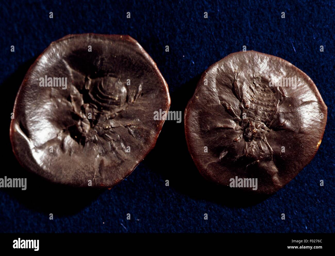 Eophrinus prestwichi fossils, Trigonotarbida arachnids Stock Photo - Alamy