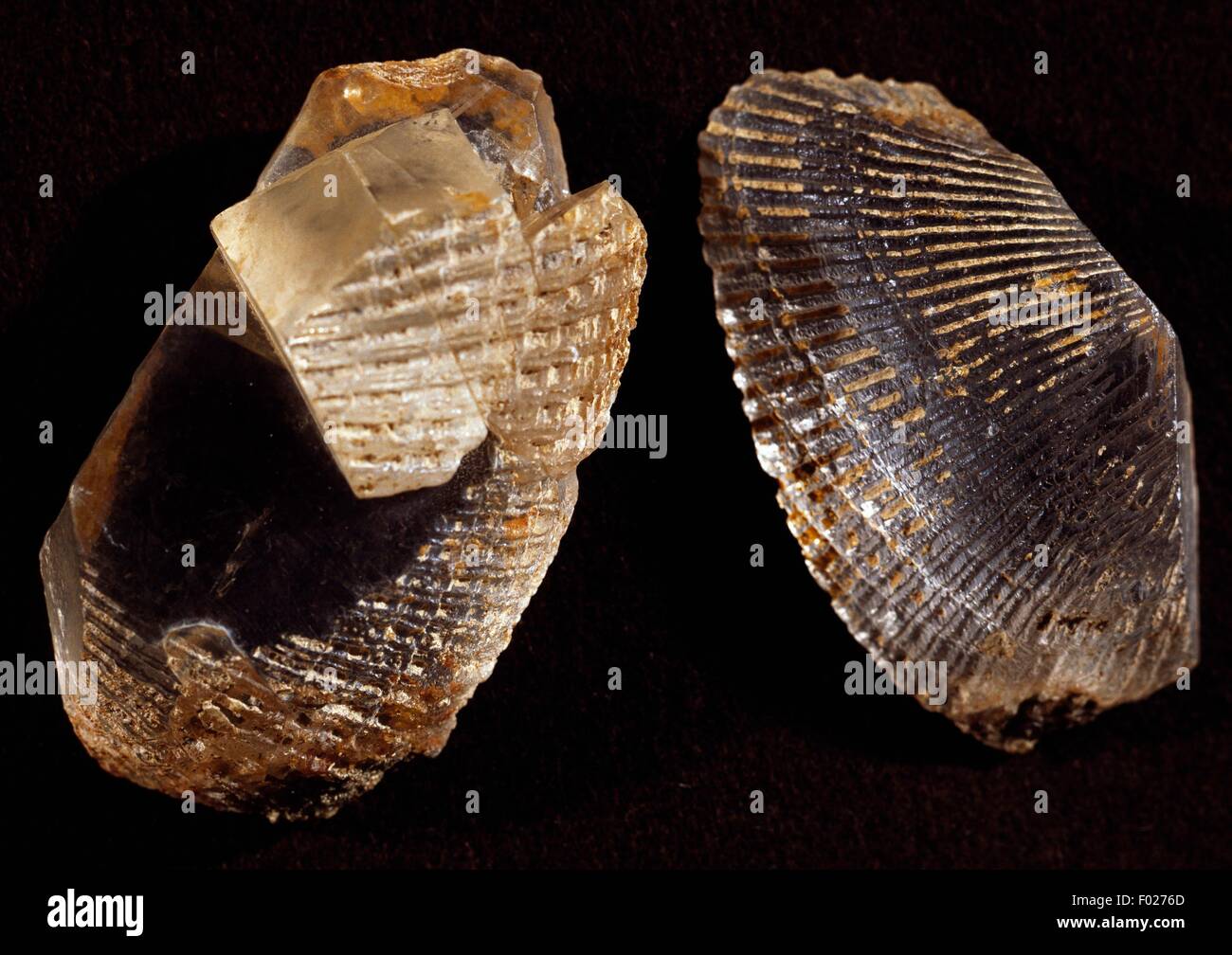 Shell Prehistoric Stock Photos & Shell Prehistoric Stock Images - Alamy