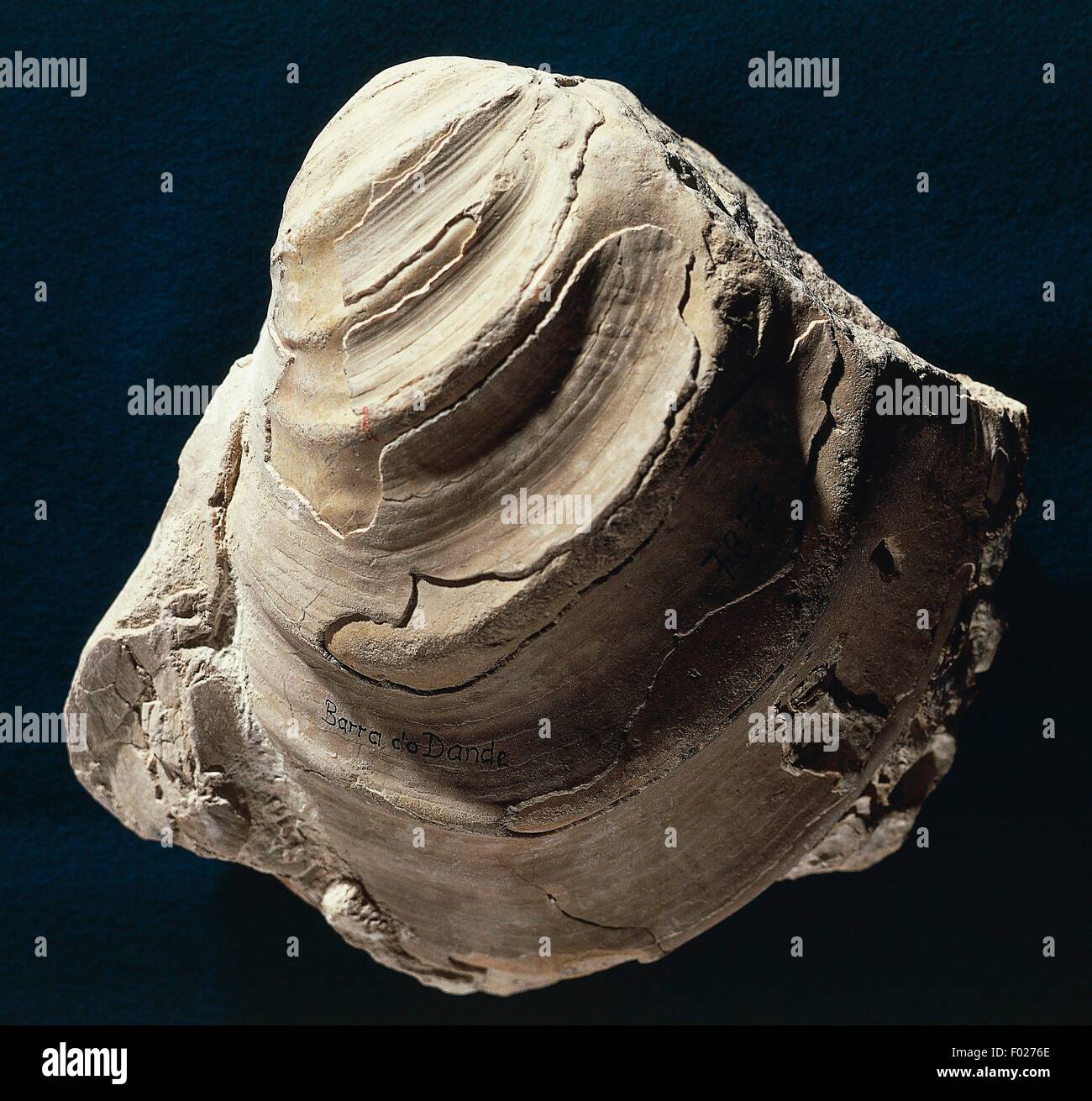 Inoceramus shell hi-res stock photography and images - Alamy
