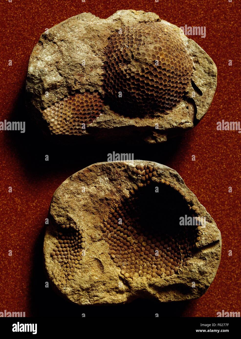Ancient fossils hi-res stock photography and images - Alamy