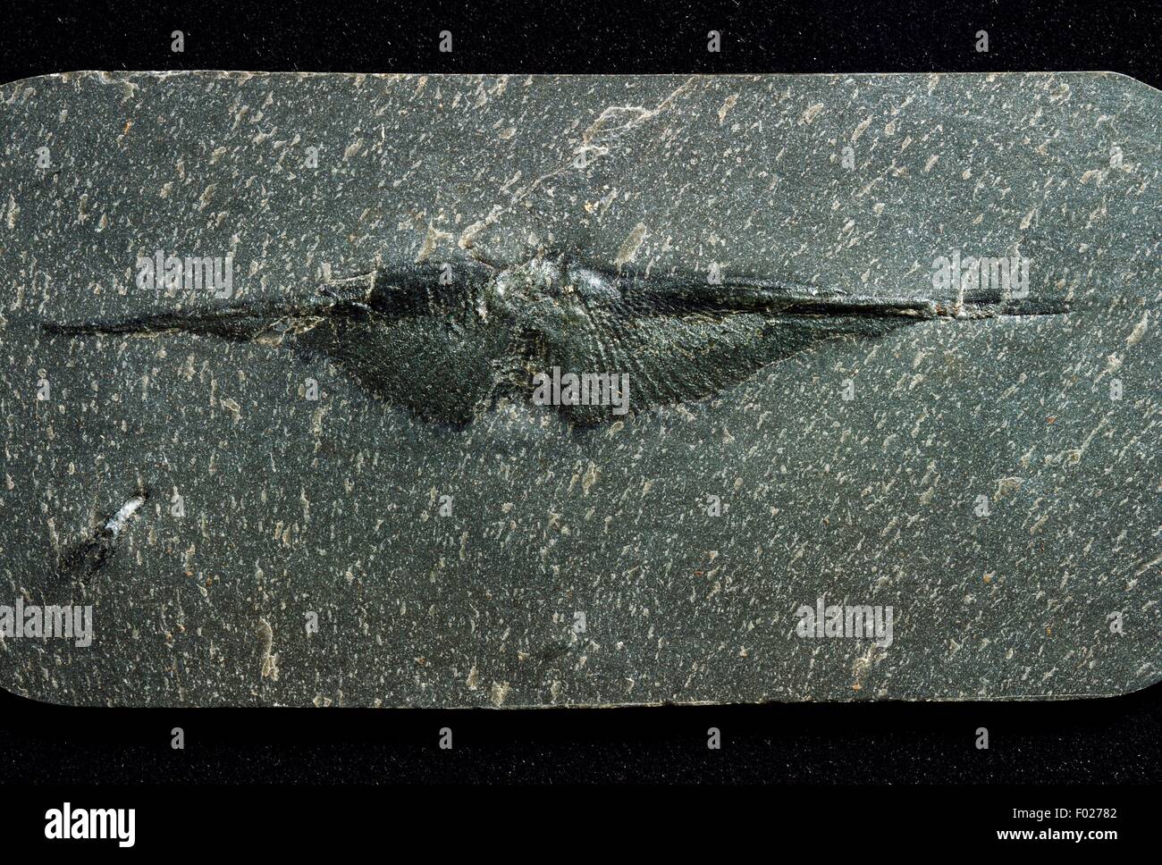 Fossil geology hi-res stock photography and images - Alamy