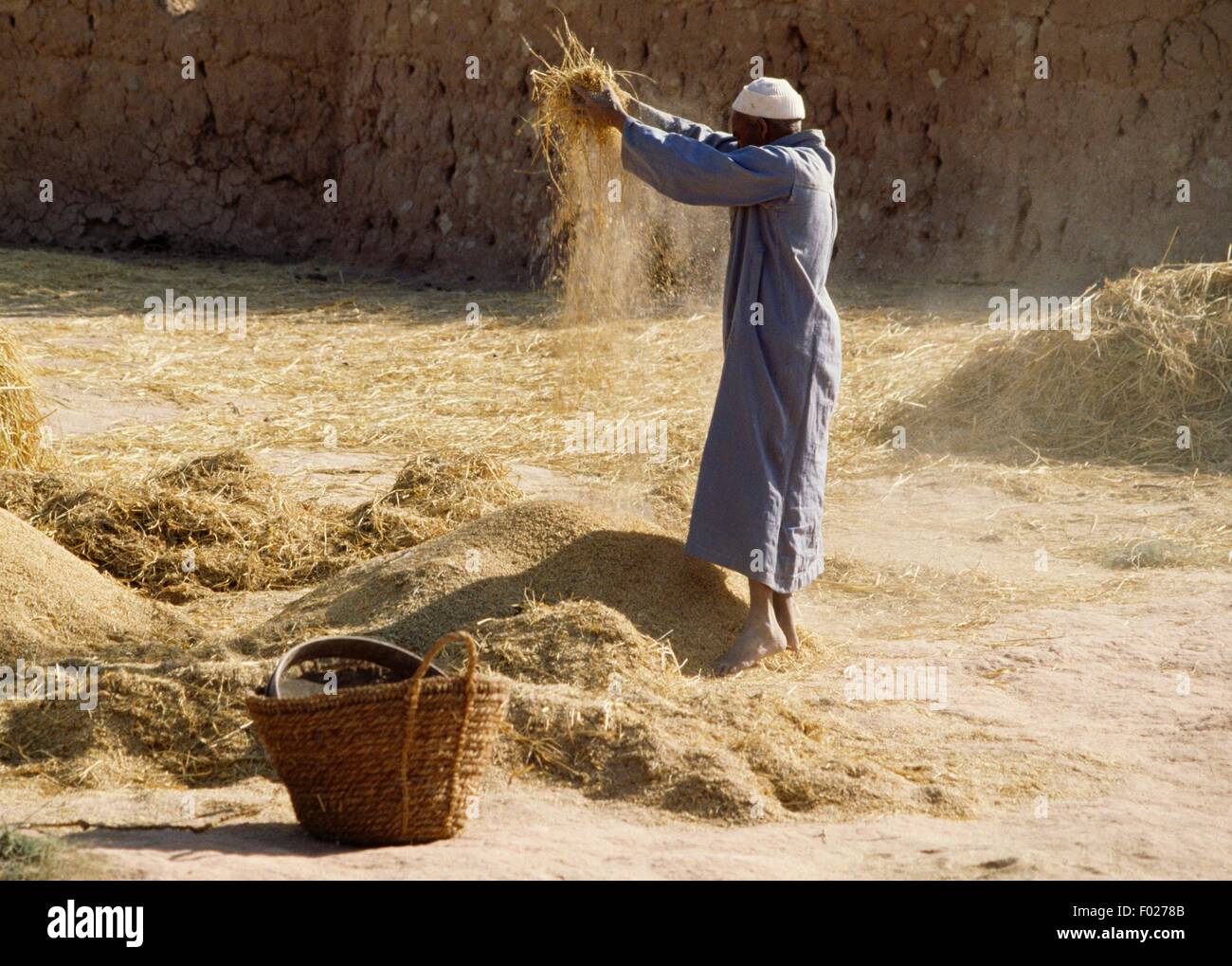 Manual cleaning rice to separate it from straw and debris, Dakhla Oasis ...