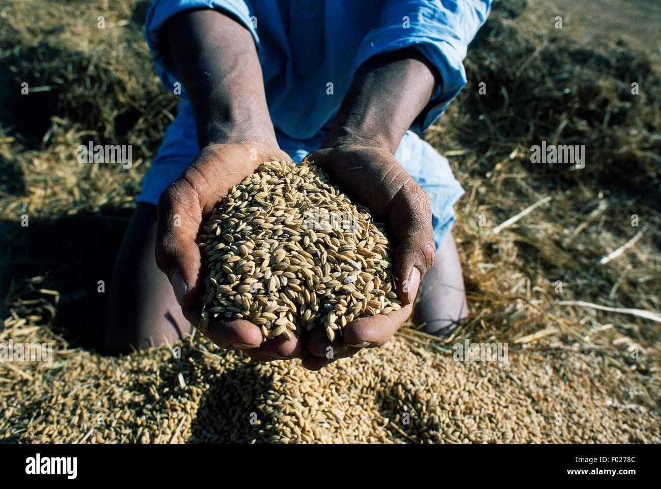 Man cupping rice in his hands during a manual harvest, Dakhla Oasis ...