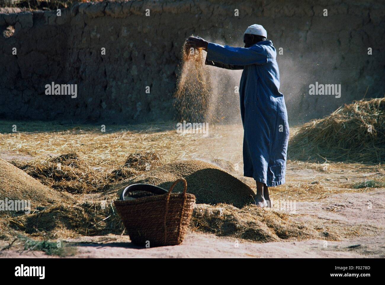 Manual cleaning rice to separate it from straw and debris, Dakhla Oasis ...