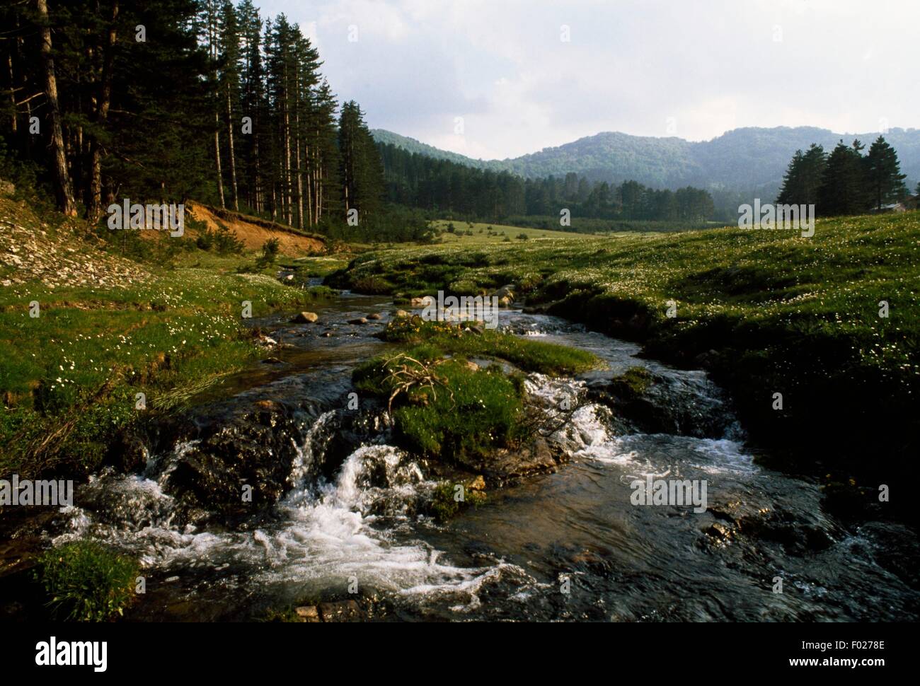 Stream on the Lesser Sila, Sila National Park, Calabria, Italy Stock ...