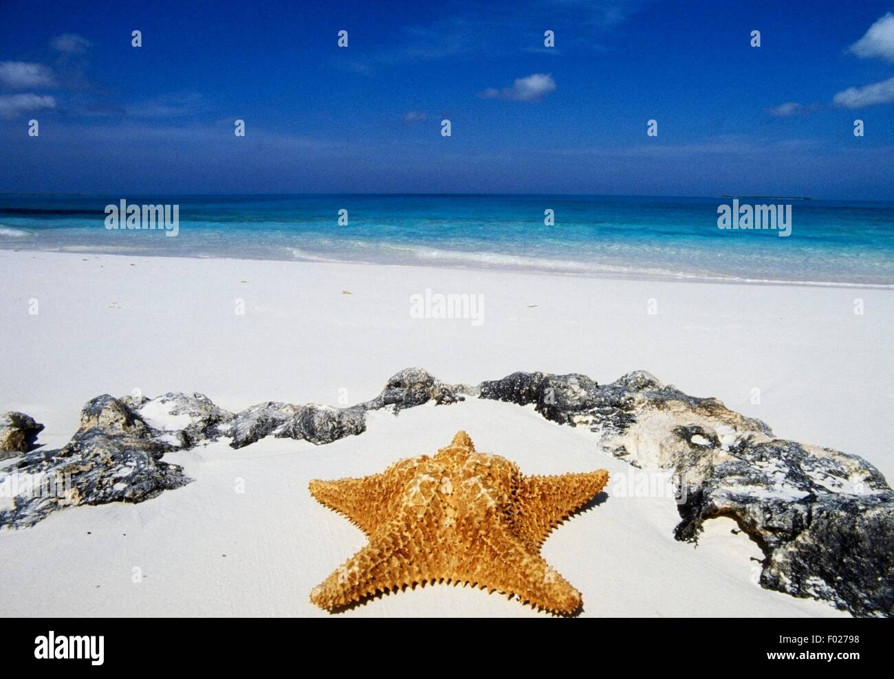 Exuma bahamas starfish hi-res stock photography and images - Alamy