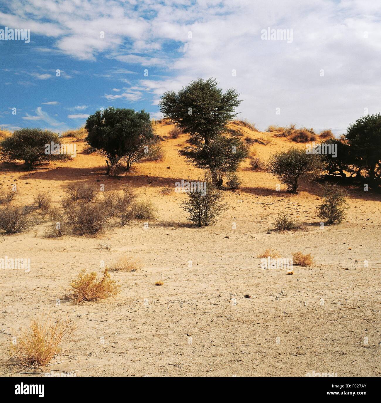Sand dunes, Kgalagadi Transfrontier Park, South Africa Stock Photo - Alamy
