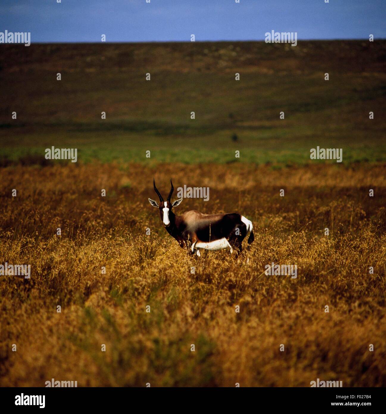 Bontebok (Damaliscus pygargus), Bontebok National Park, South Africa ...