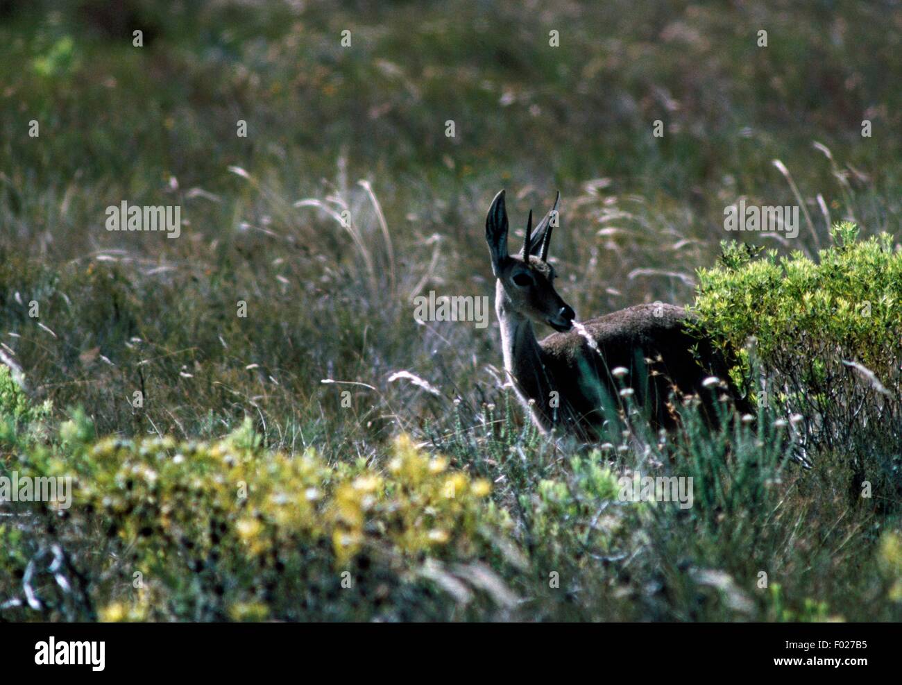 Grey rhebok pelea capreolus hi-res stock photography and images - Alamy