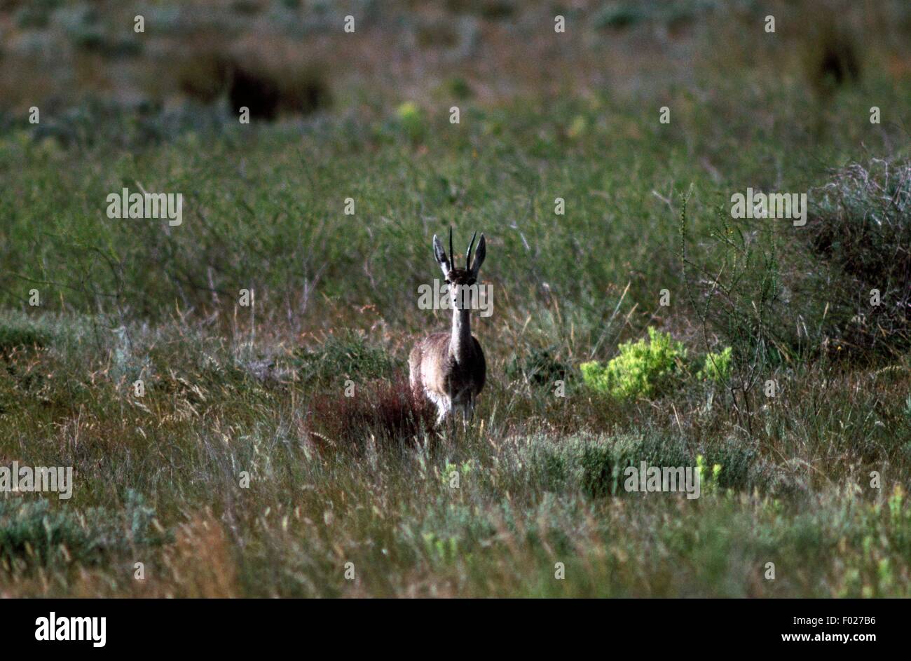 Grey Rhebok (Pelea capreolus), Bontebok National Park, South Africa ...