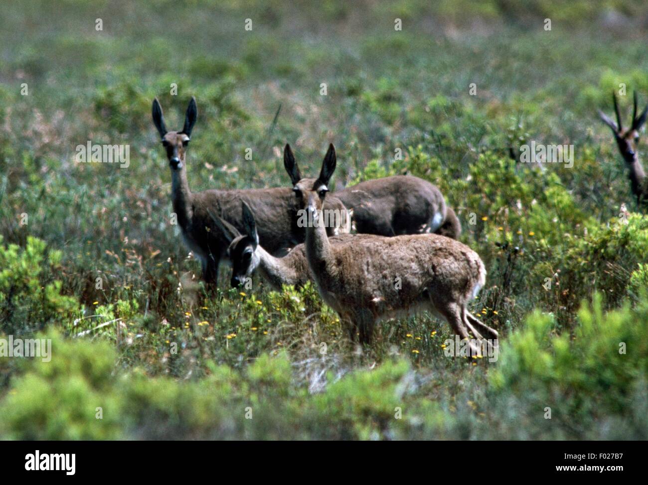 Grey Rhebok (Pelea capreolus), Bontebok National Park, South Africa ...