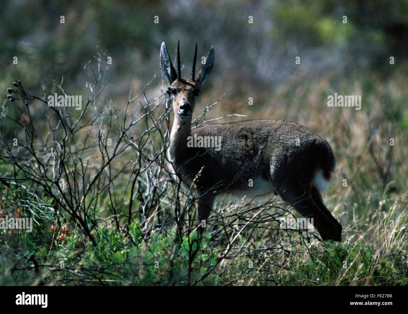 Grey Rhebok (Pelea capreolus), Bontebok National Park, South Africa ...