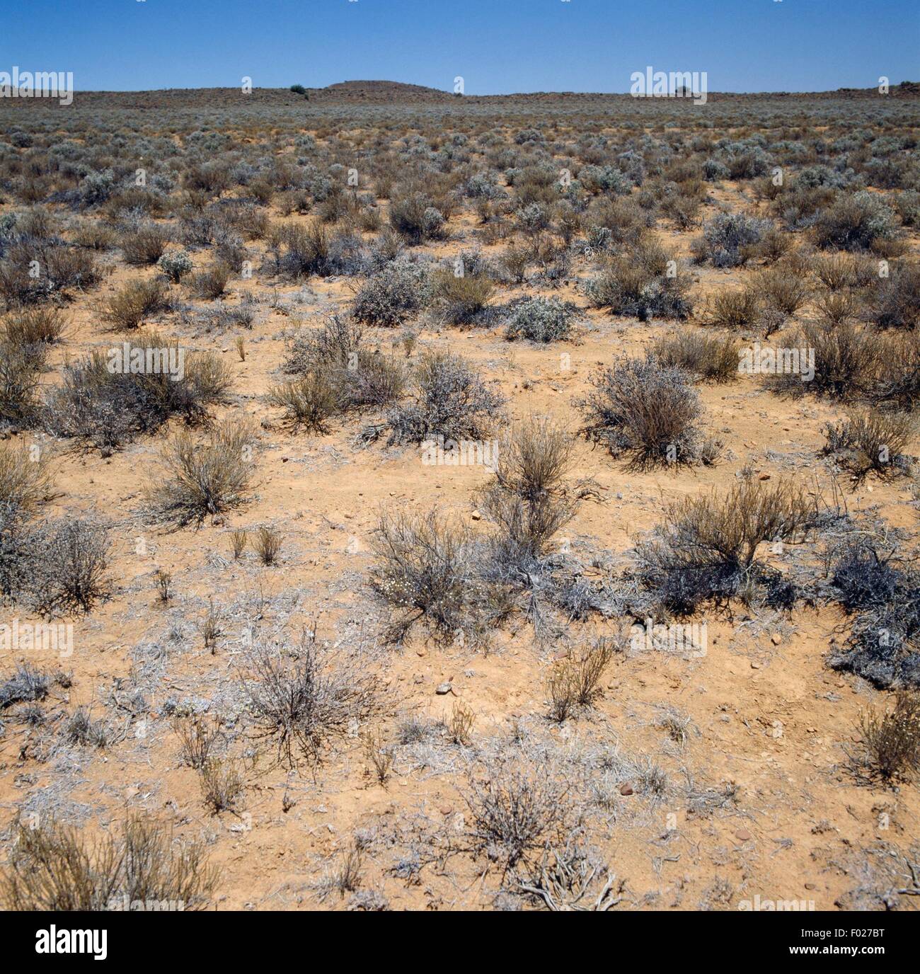 Desert vegetation, South Africa Stock Photo - Alamy